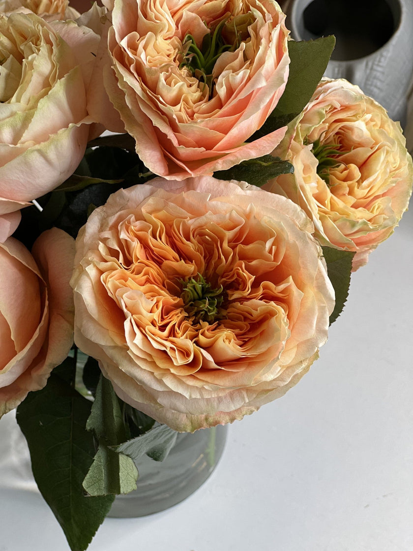Melon X Pression Roses – Monarch Garden and Floral Design
