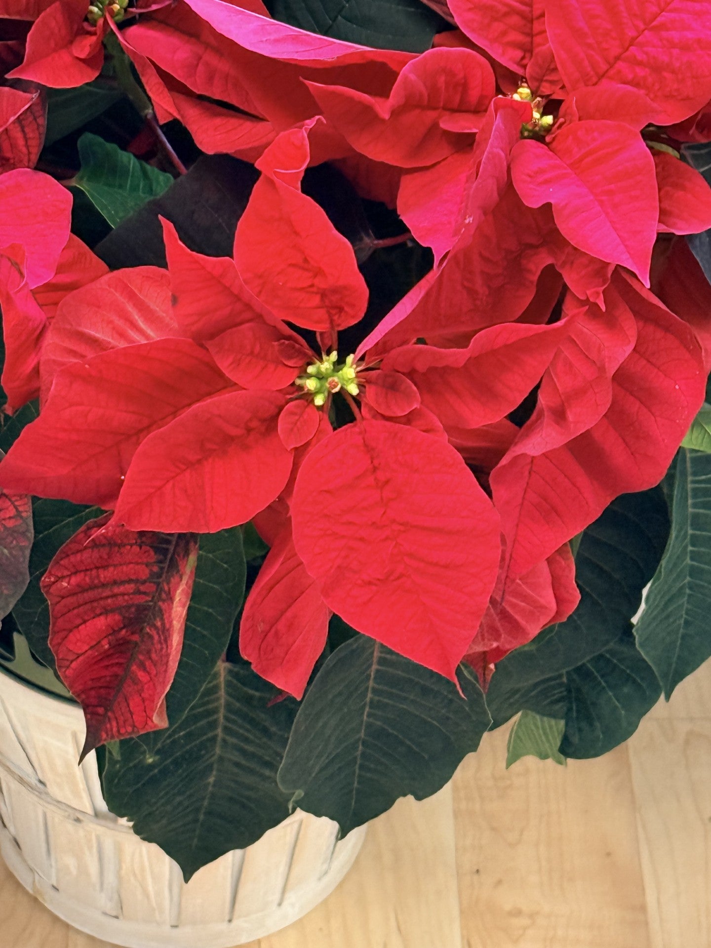 Celebrating National Poinsettia Day – Monarch Garden and Floral Design