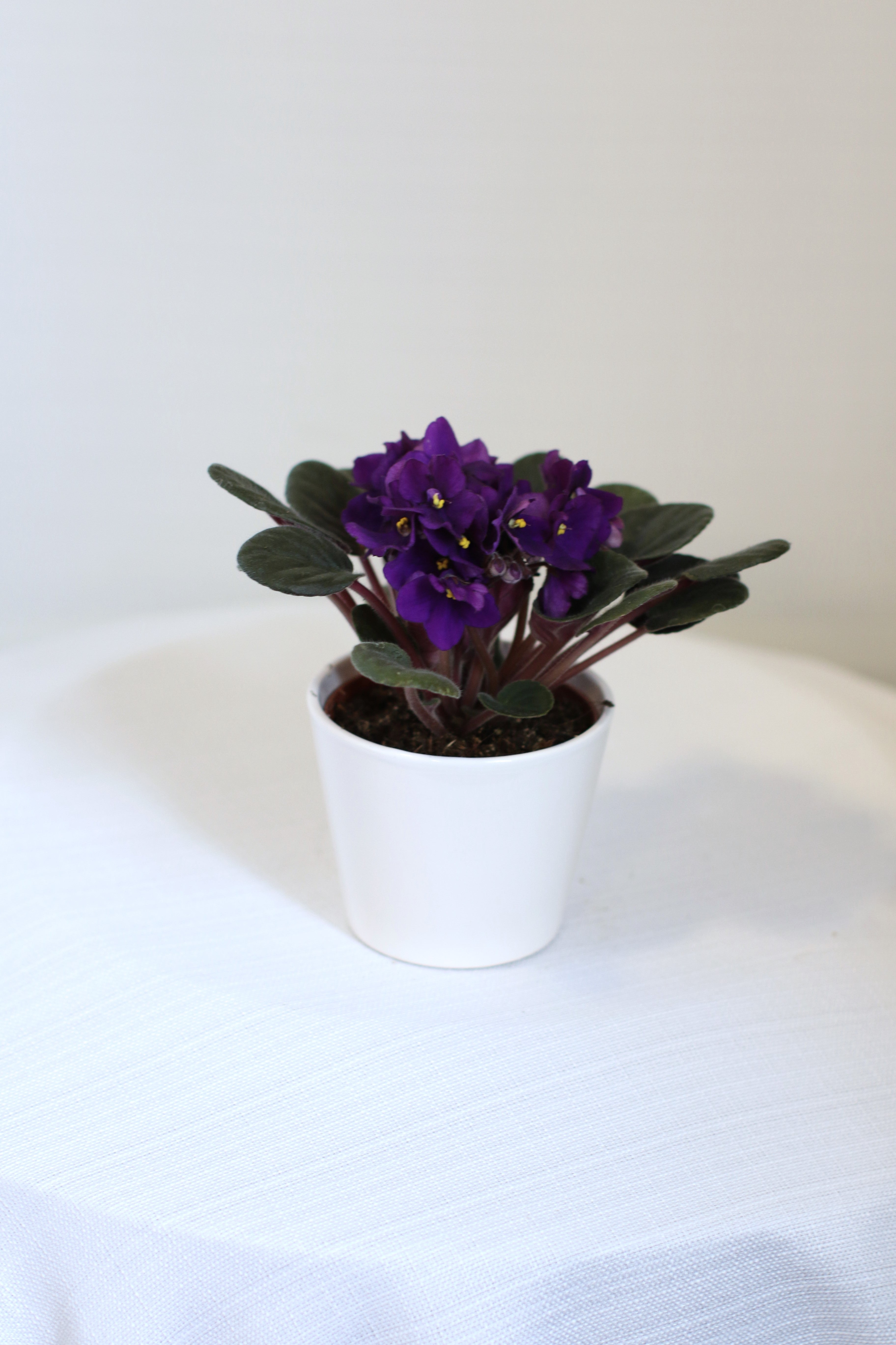 African Violet – Monarch Garden and Floral Design