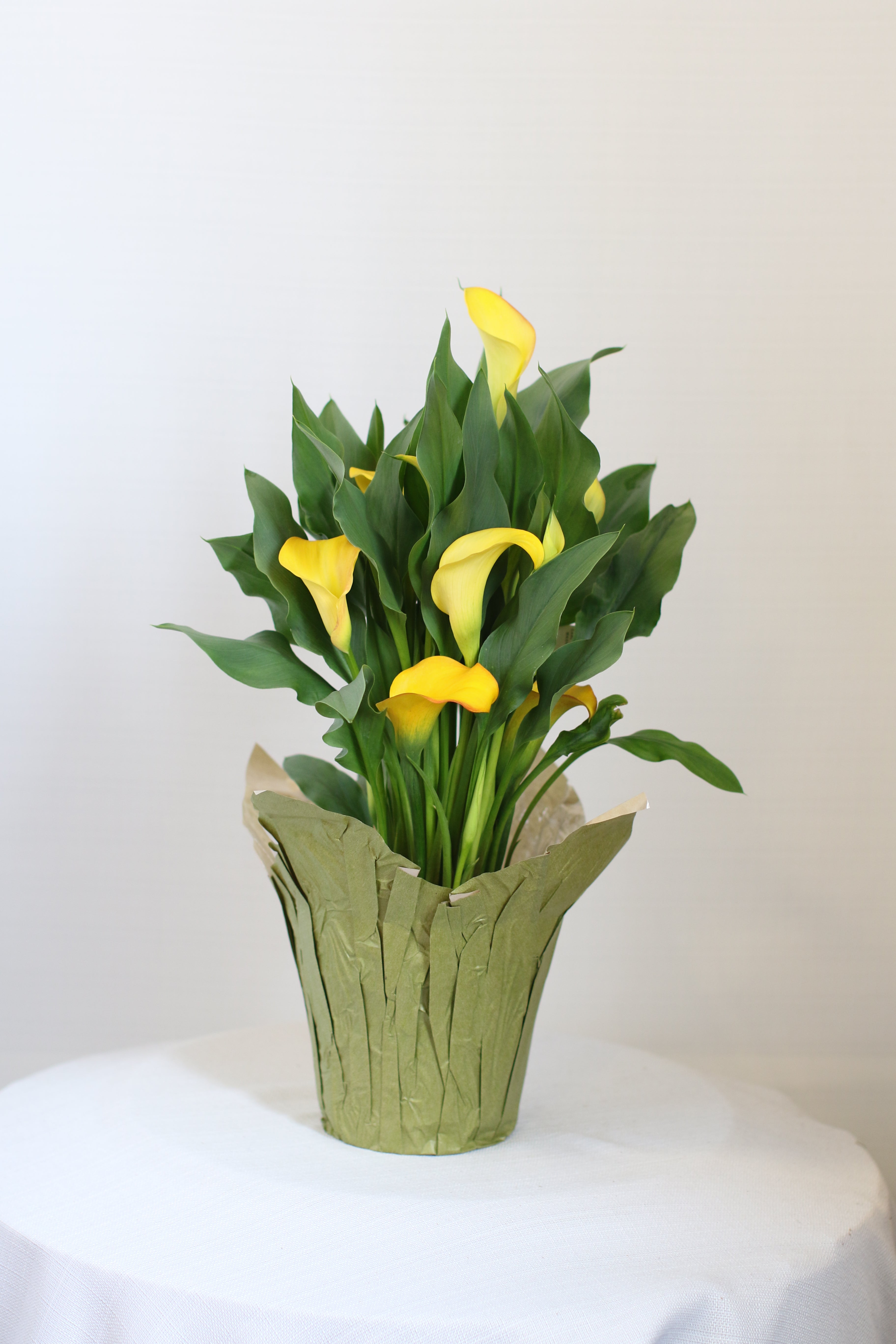 Yellow Mini Calla Lily 6" – Monarch Garden and Floral Design
